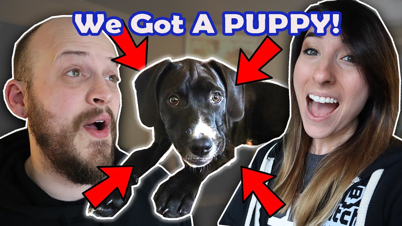 Our NEW PUPPY! | Vlog #15 - YouTube