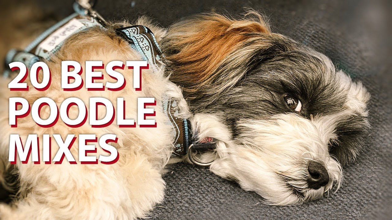 🐩 Top 20 - Cutest Poodle Mix Breeds 🐩 - YouTube