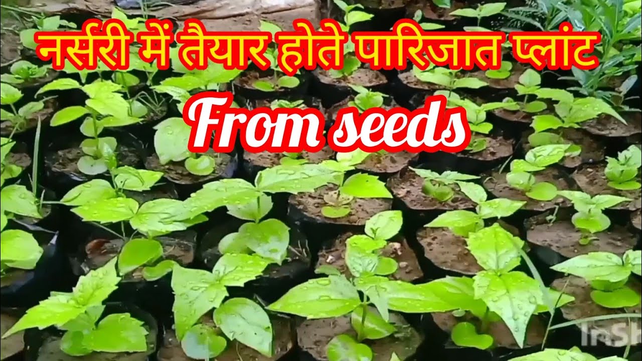 parijat plant from seeds / nursery basis April may garden work - YouTube