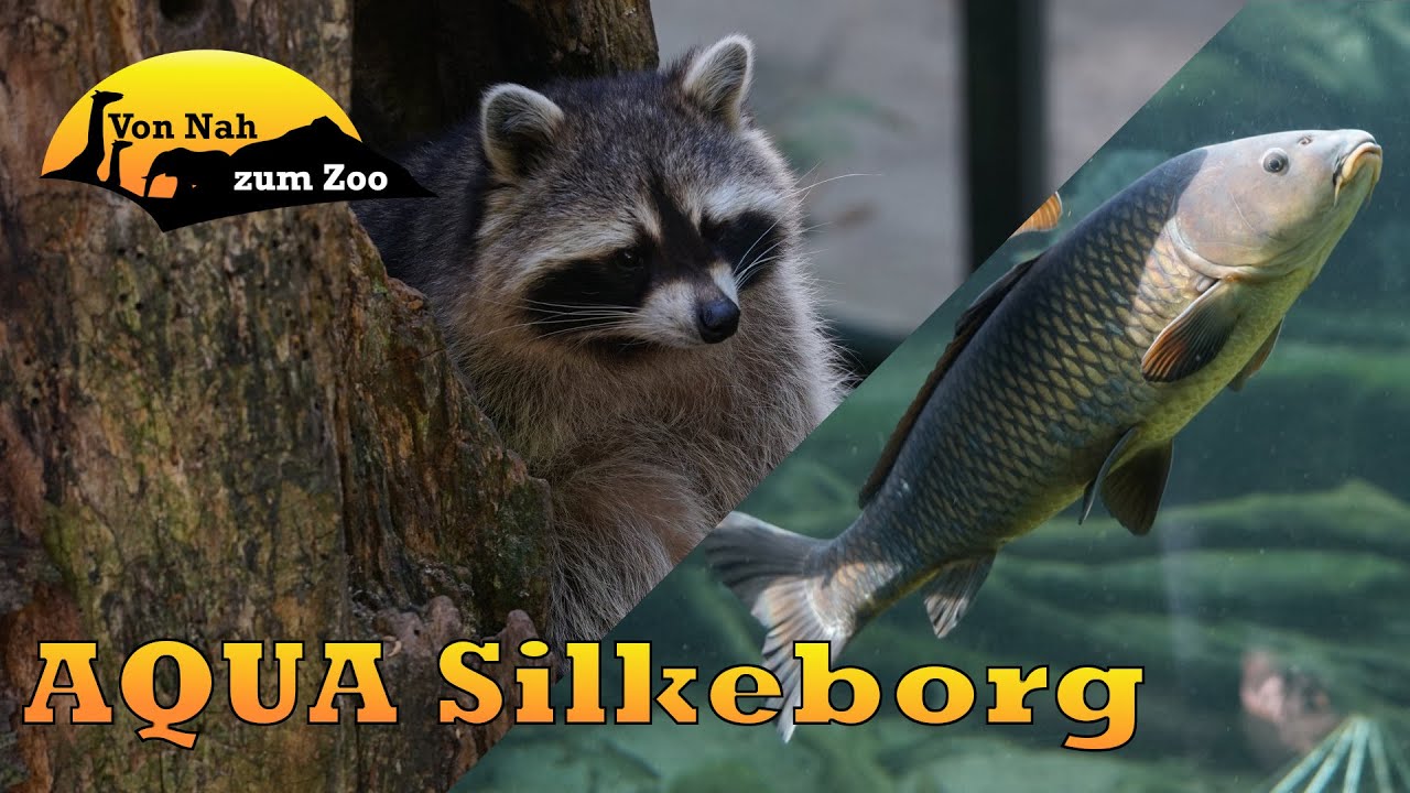 AQUA Aquarium & Wildlifepark Silkeborg 4k - Das Beste aus 2 Welten ...