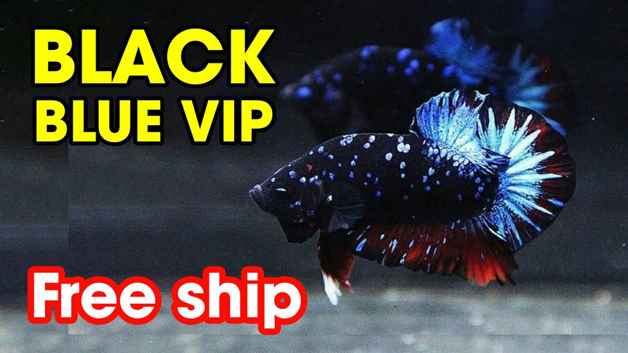 Đợt BLACK BLUE VIP miễn phí ship 😝😝 ngày 05/05/2020 - YouTube
