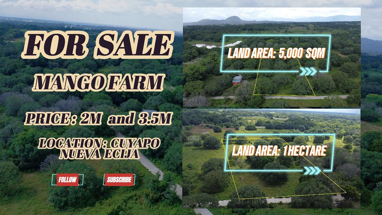 (V386) 5,000 SQM and 1 HECTARE MANGO FARM, PRICE 2M and 3.5M, LOCATION ...