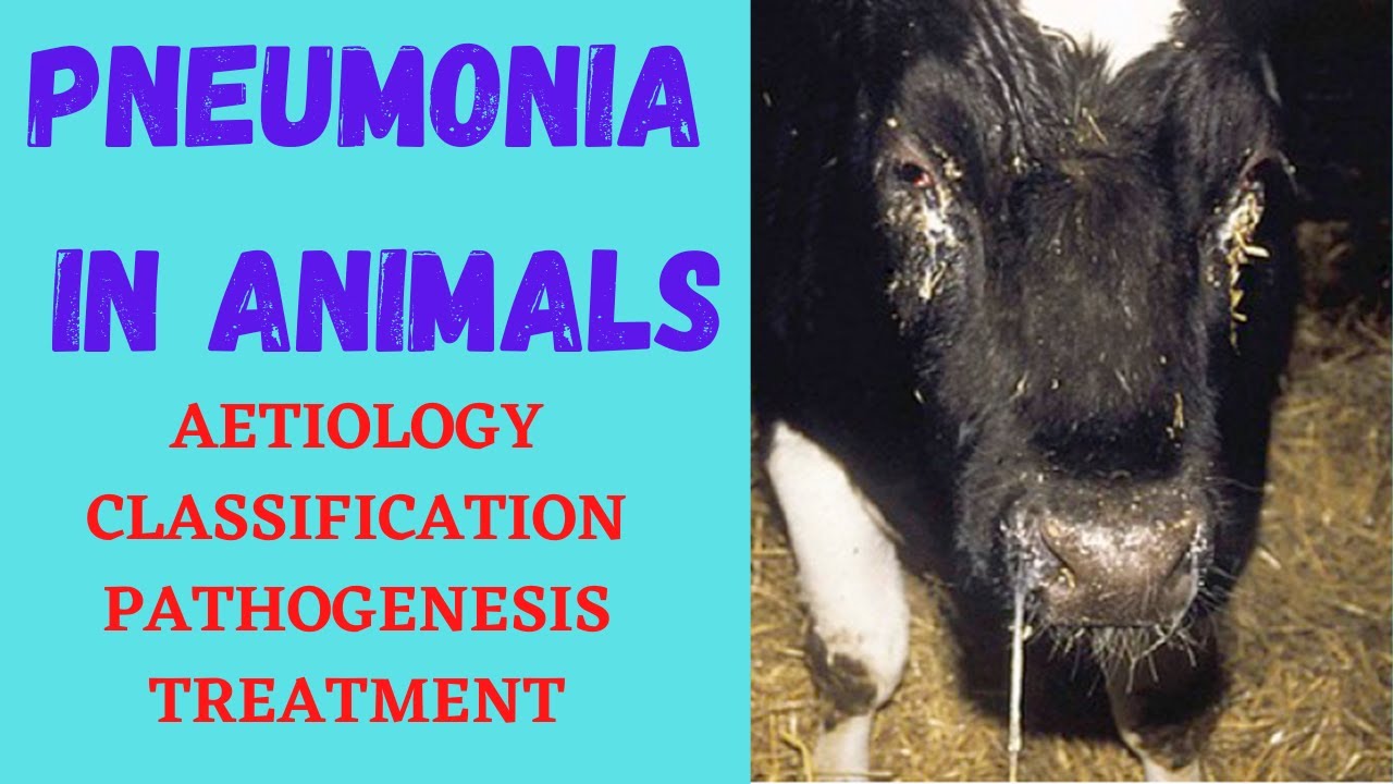 Pneumonia in Animals - YouTube