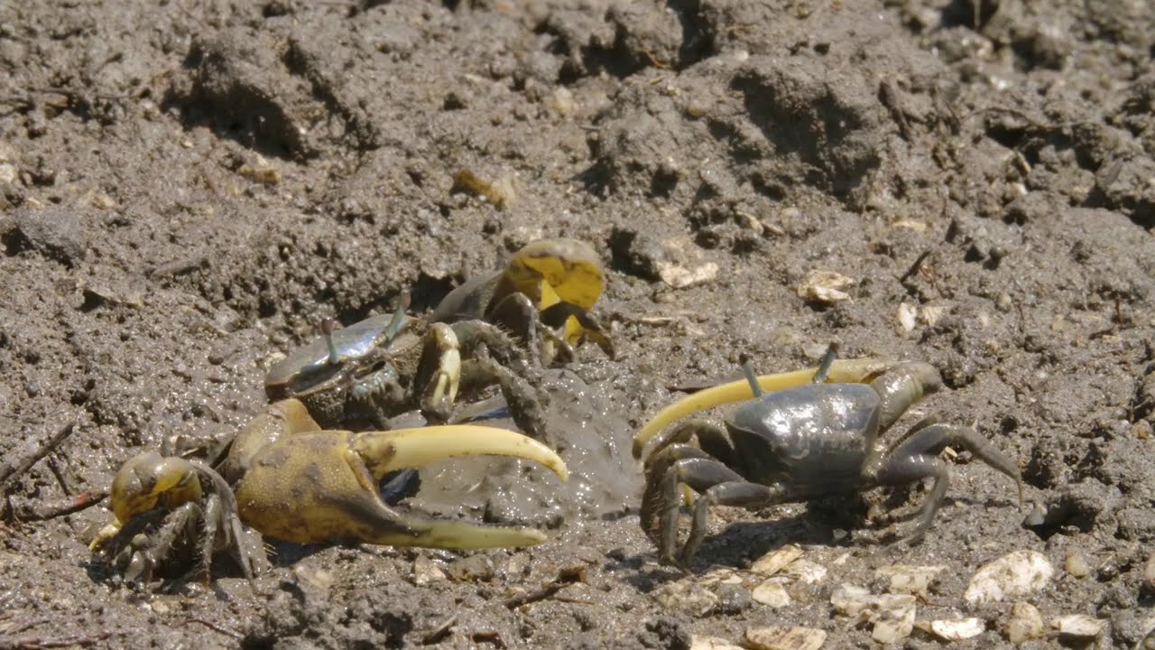 Fiddler Crabs | Backyard Safari - YouTube