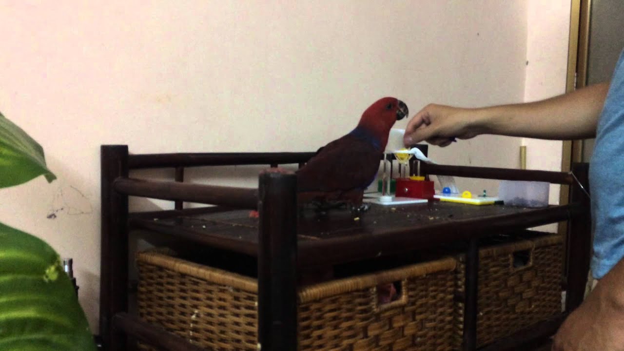Elly - Parrot trick: Bóng rổ - YouTube