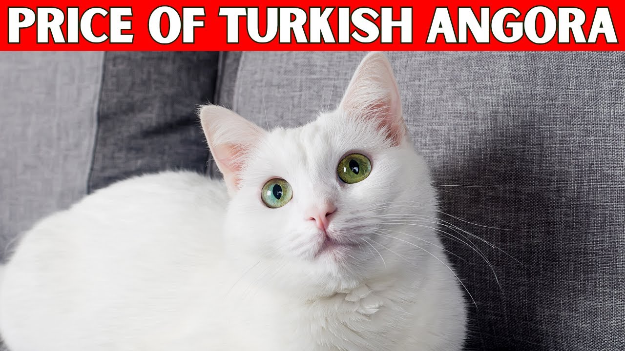 Price of Turkish Angora Cat | How Much is a Turkish Angora Cat? - YouTube