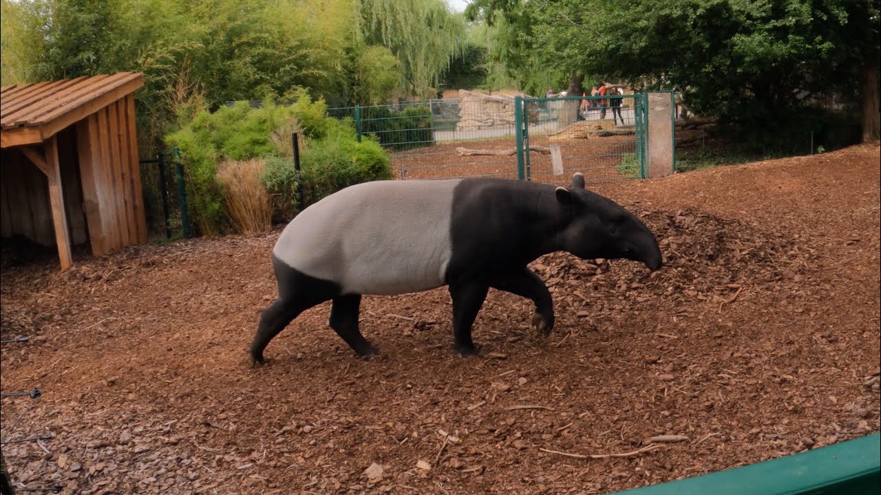 Copenhagen Zoo, 24.07.2022, summer vacation in Denmark, Zoo Animals ...