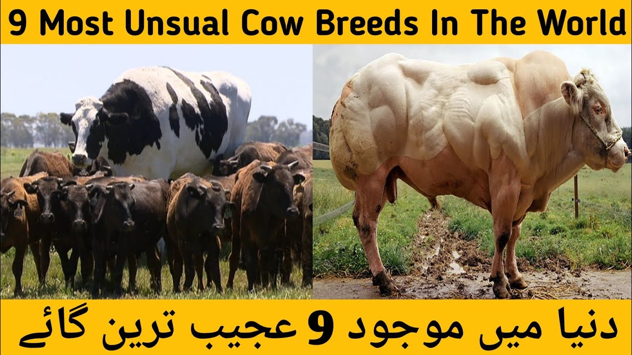 9 Most Unusual Biggest Cow Breeds In The World|Information Mania - YouTube