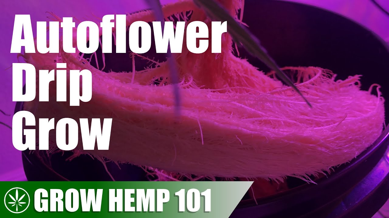 Autoflower Drip Grow from Seed to Harvest - YouTube