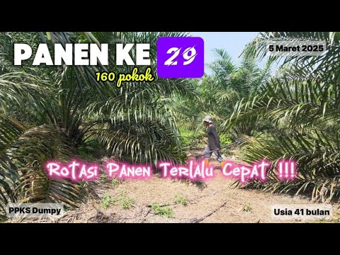 Panen ke 29 || rotasi 8 hari puasa ke 5 ‼️ - YouTube