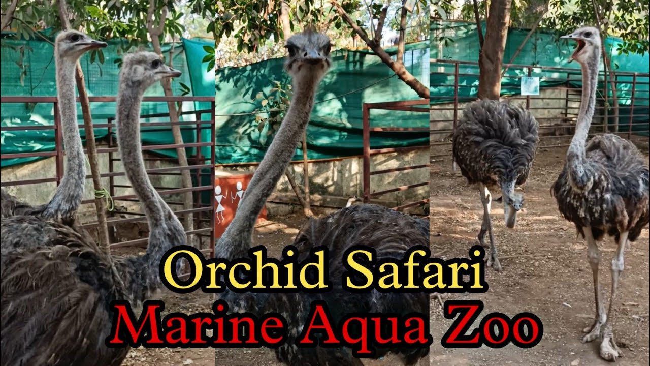 Exploring Ostrich Safari At Marine Aqua Zoo Dadar Mumbai INDIA | Travel ...