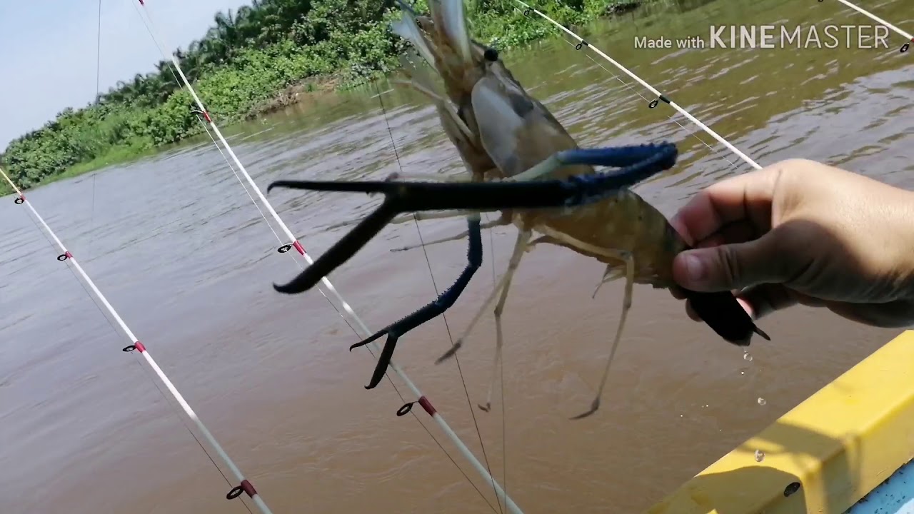 Memancing Udang Galah 10 (Giant River Prawn) - YouTube