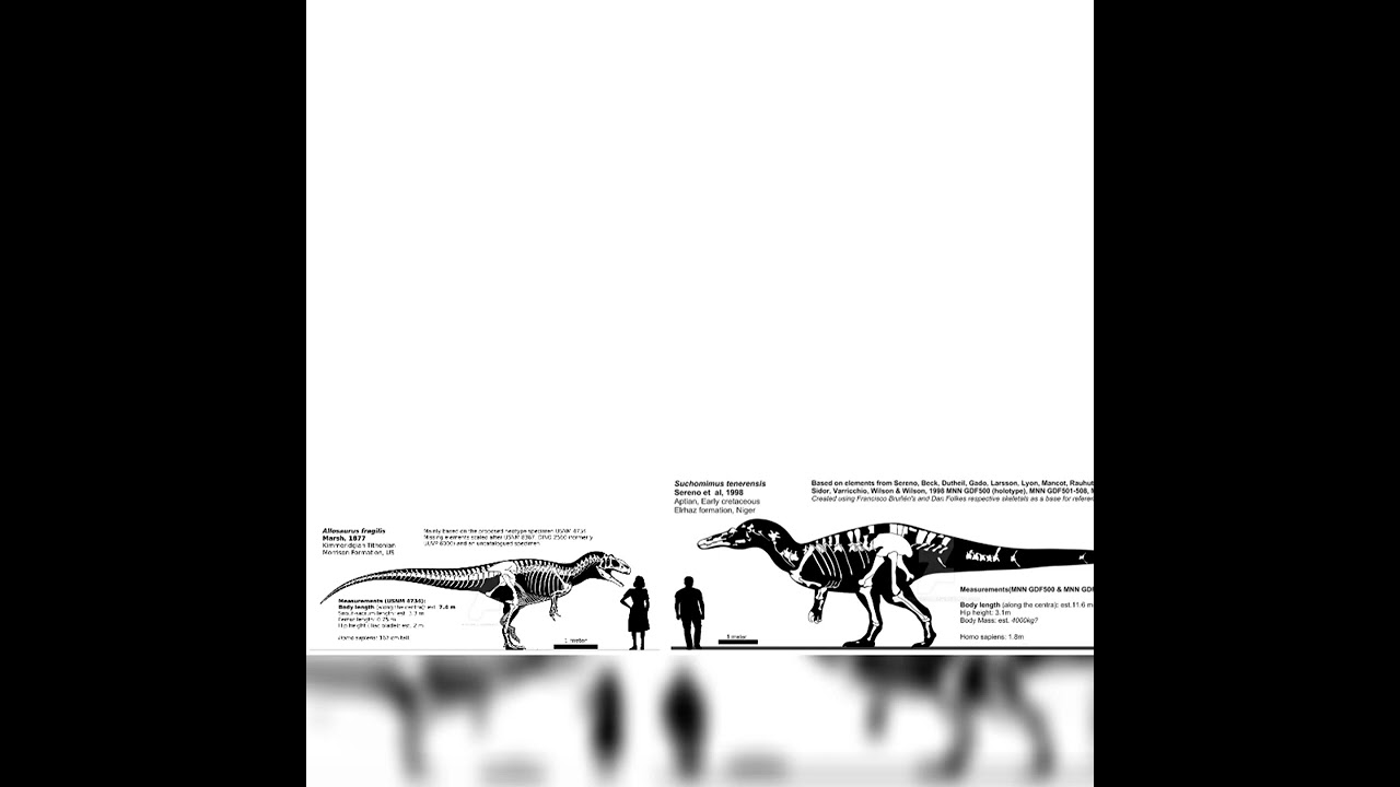 Allosaurus And Suchomimus Size Comparison - YouTube
