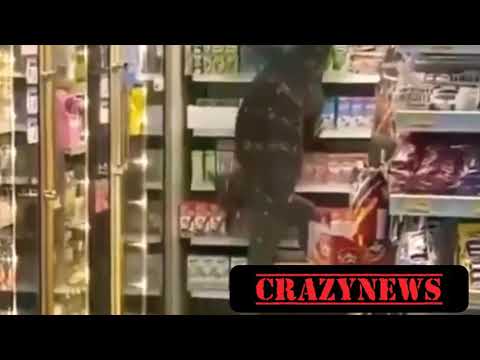 IN THAILAND AT A 7 ELEVEN A SIX FOOT  WATER MONITOR CLIMBING THE SHELVES DESTROYING ITEMS