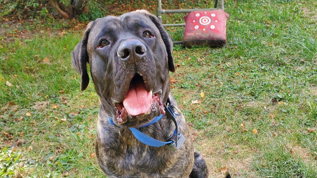 Amazing Transformation | Edgar | Mastiff | Cincinnati Dog Trainers Off ...