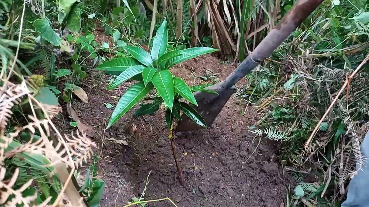 🥭 Hoy hablaremos del INJERTO y la SIEMBRA del ÁRBOL de MANGO en ...