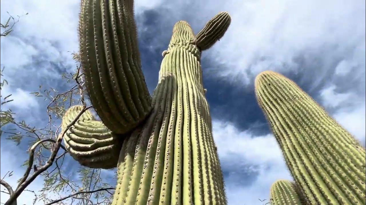 🌵Saguaro of the Day🌵: JOSEPHINE WACKADOODLE 🙃🗯🤬 { Purple Prickly Pears ...