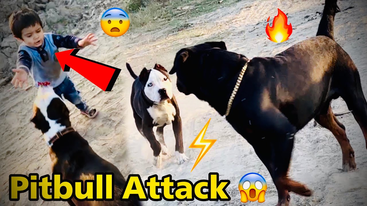 Pitbull Attock on Baby Vihu😱 - YouTube