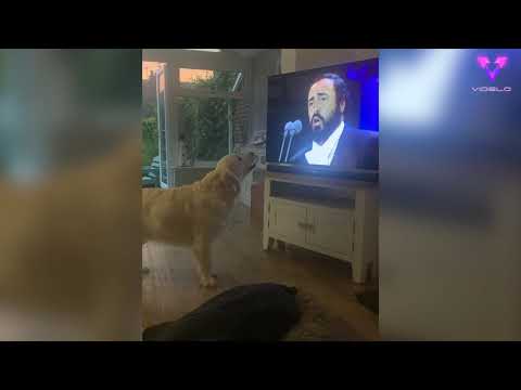 Este perro disfruta con la ópera de Pavarotti