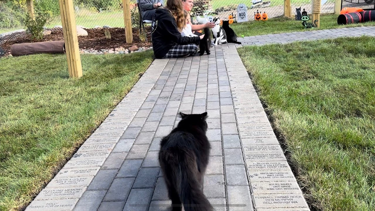 Real cat walk, including hundreds of cats - YouTube