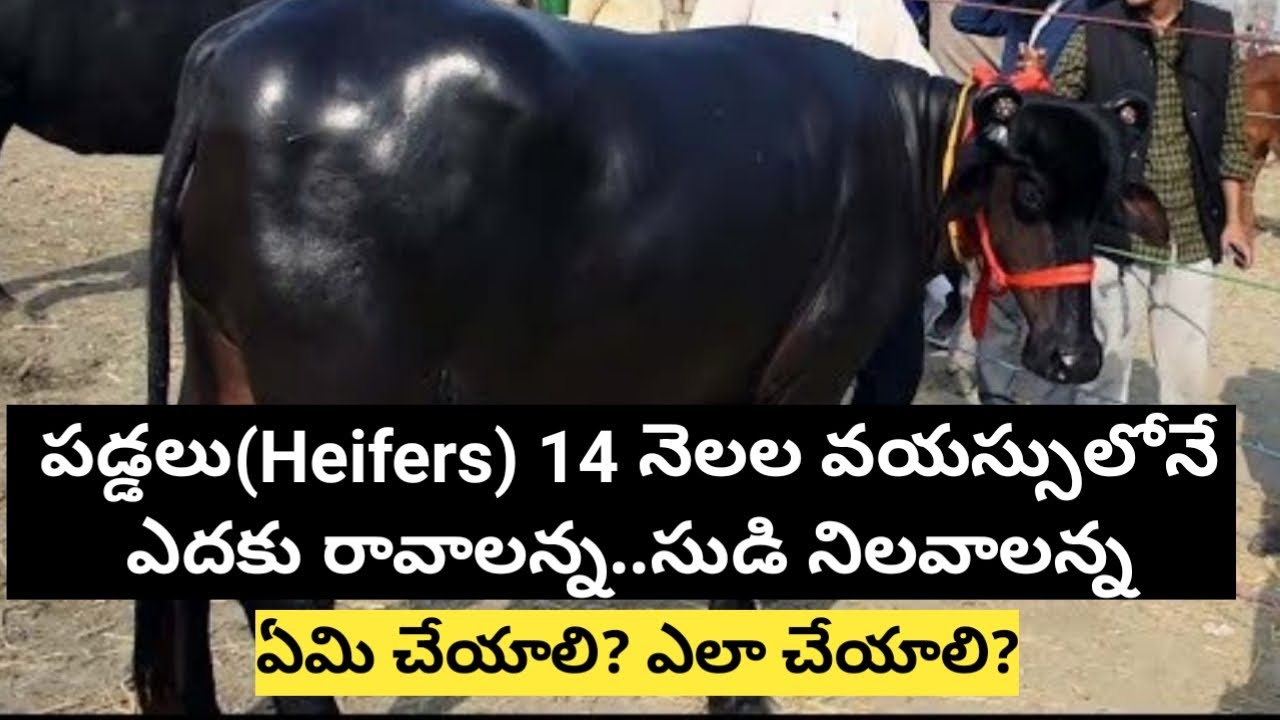 How to get Heifers to heat in 14 months of age for Successful Dairy ...