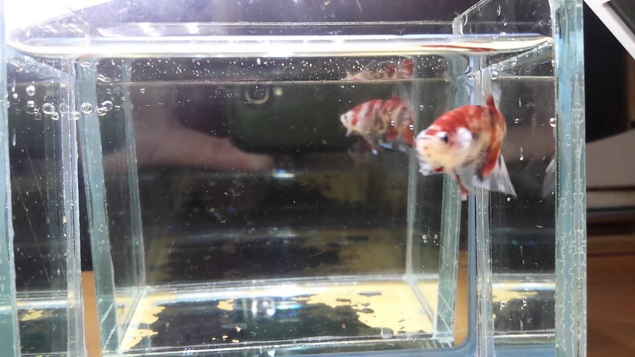 Red fancy koi hmpk - YouTube