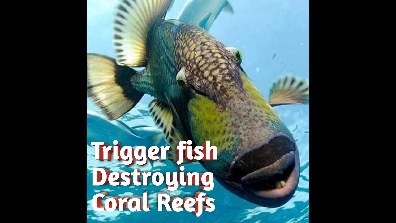 Trigger fish eat coral reefs and move a piece to the bottom - YouTube