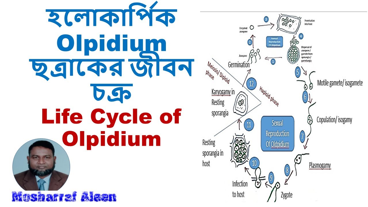 মাইকোলজি লেকচার: হলোকার্পিক Olpidium ছত্রাকের জীবন চক্র/ Life Cycle of ...