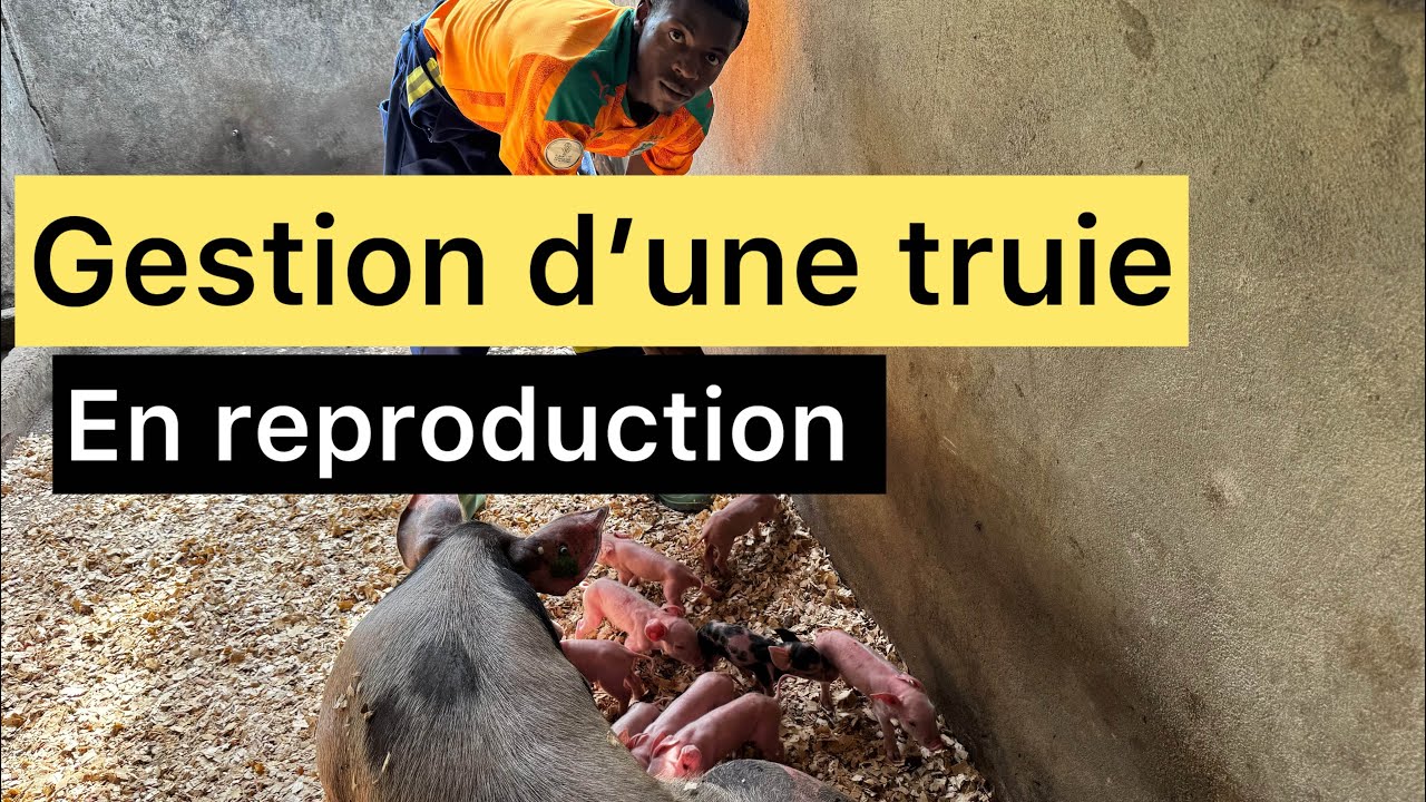 Gestion d’une truie en reproduction , mises bas , gestation ...