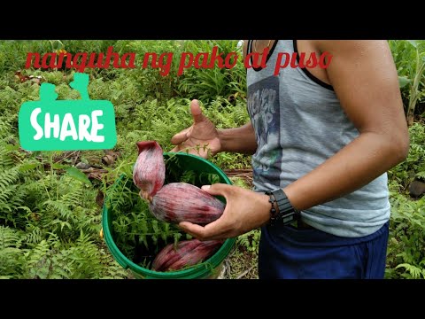 pako at puso ng saging
