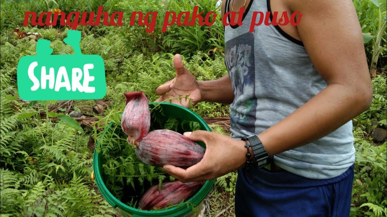 pako at puso ng saging - YouTube