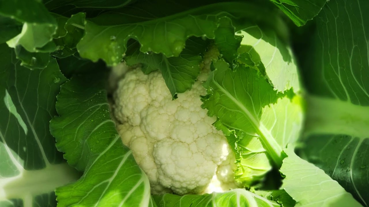 MICROMIN MN ZN - NUTRITION - YouTube