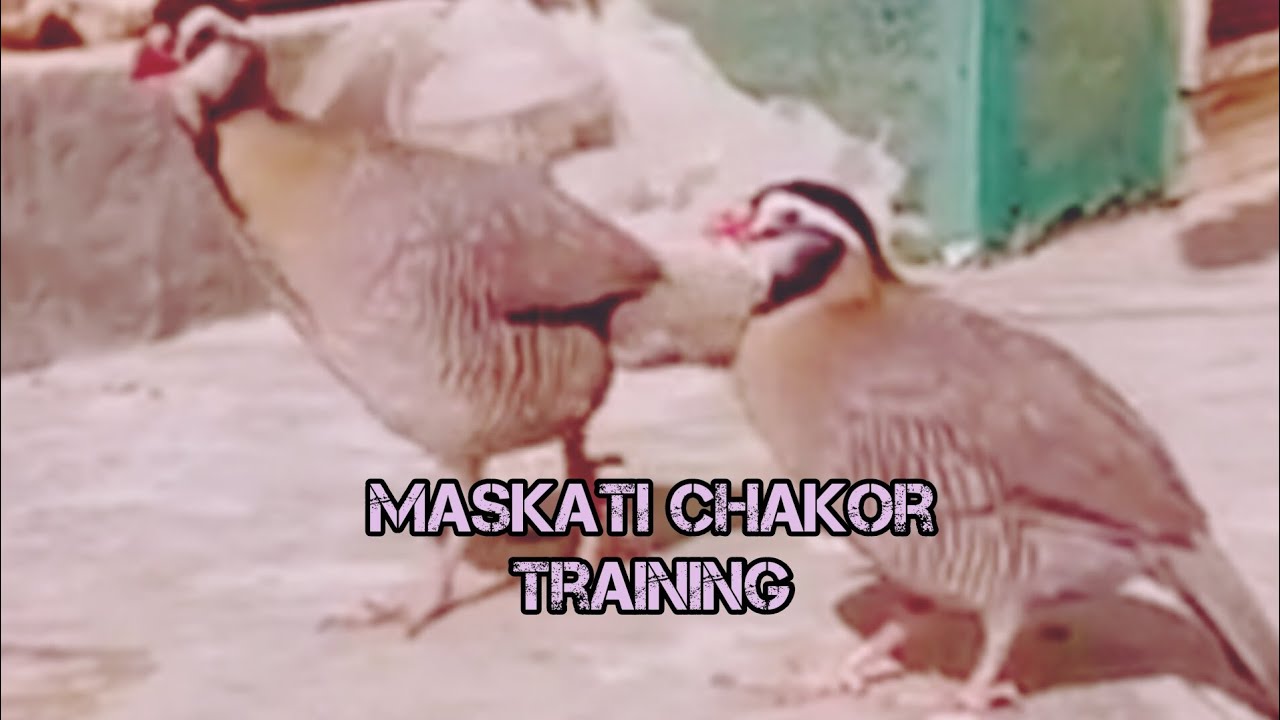 Maskati Chakor Training// #chakor #maskati#training#chakortraning - YouTube