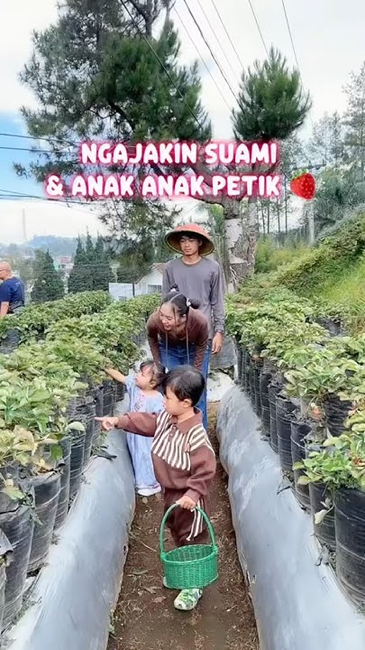 Family time! Ngajakin Bocil Jalan-jalan dulu ke taman strawberry yaa. - YouTube