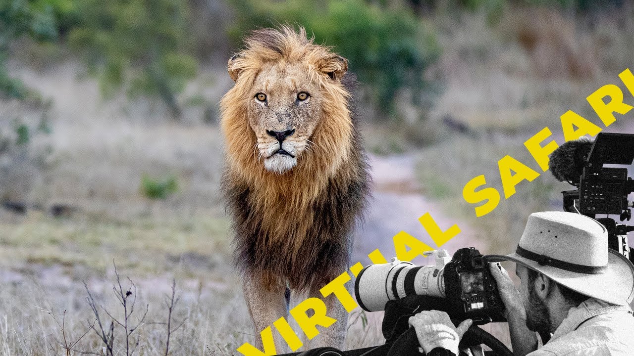Virtual Safari: Ultimate Game Drive Highlights #138 - YouTube