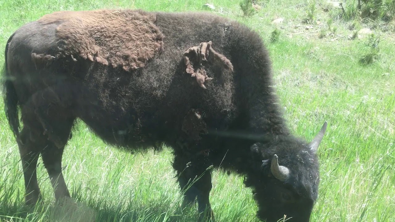 The Buffalo - YouTube