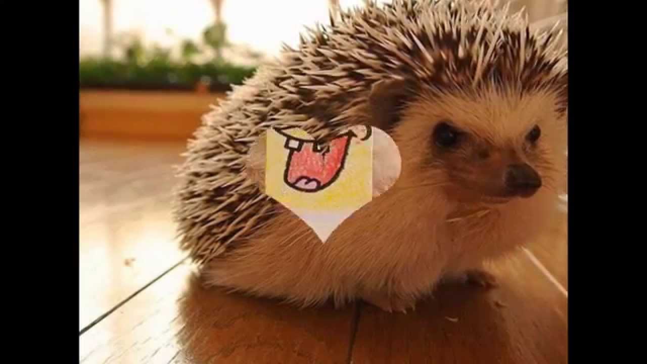 12 Pretty Photos of Marutaro, the Hedgehog - YouTube