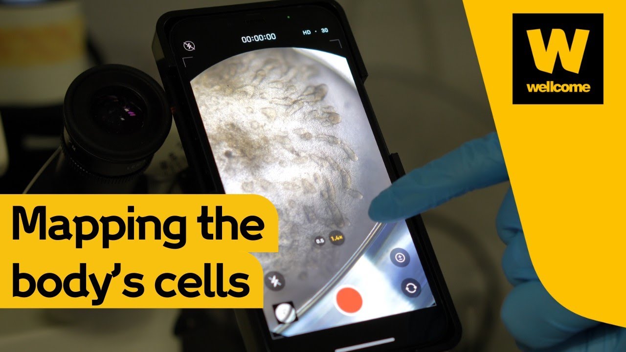 How to map the human body | Wellcome - YouTube