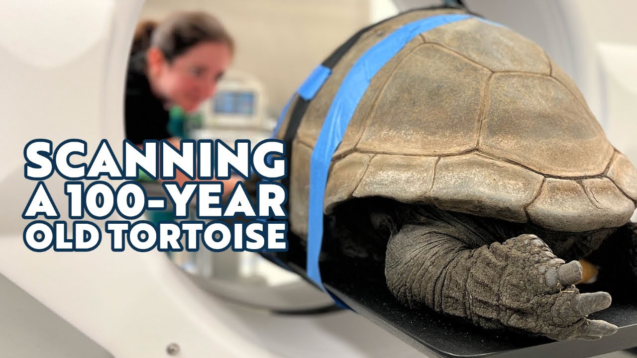 Scanning a 100-Year Old Tortoise - YouTube