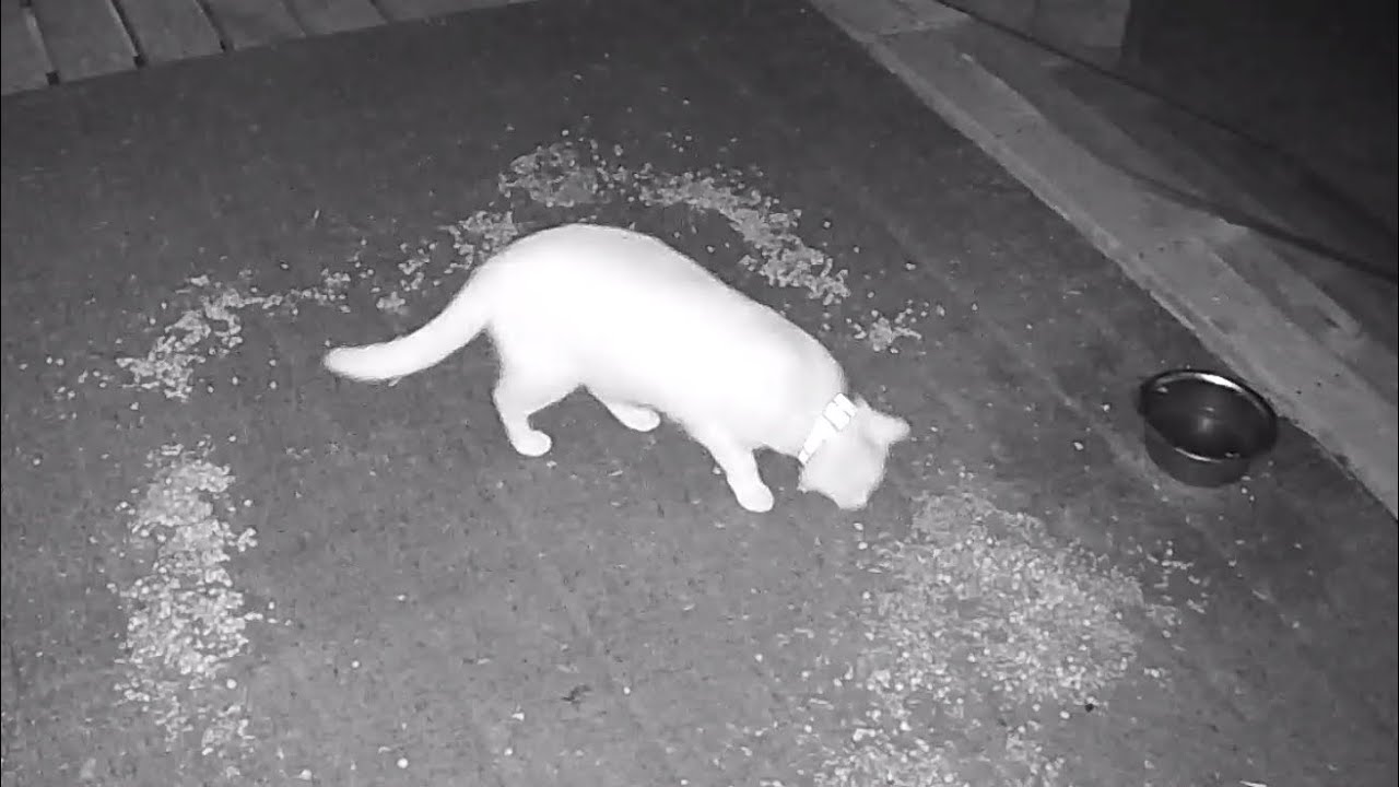 Blown-Out Orange and White Stray Cat | Nocturnal Nuggets 10.2 🐈 - YouTube