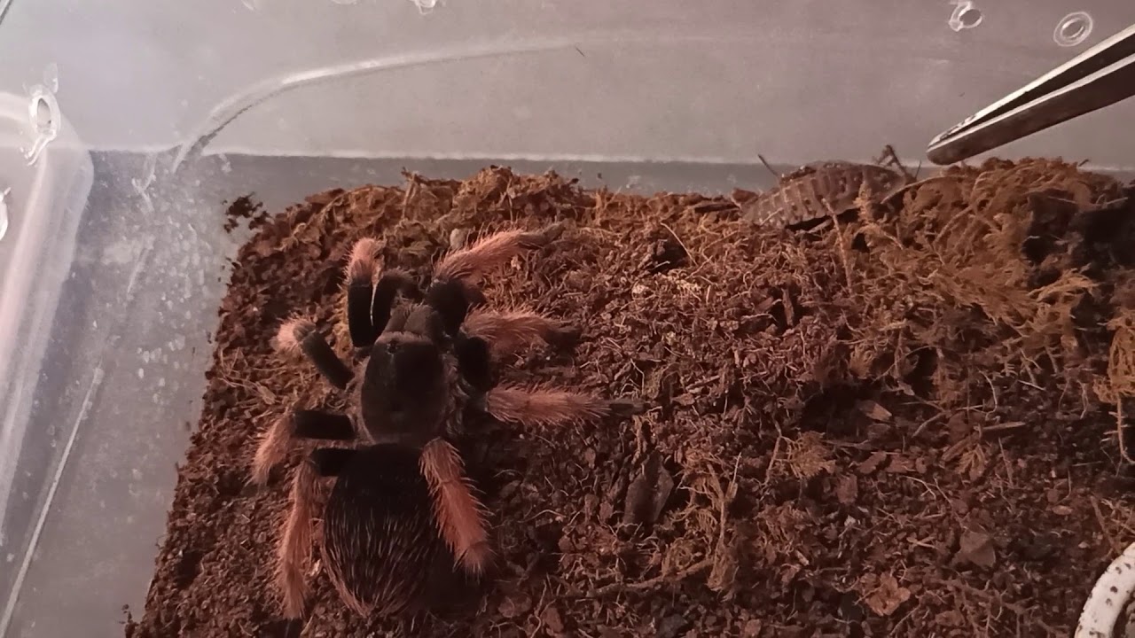 Tarantula feeding #1 - YouTube