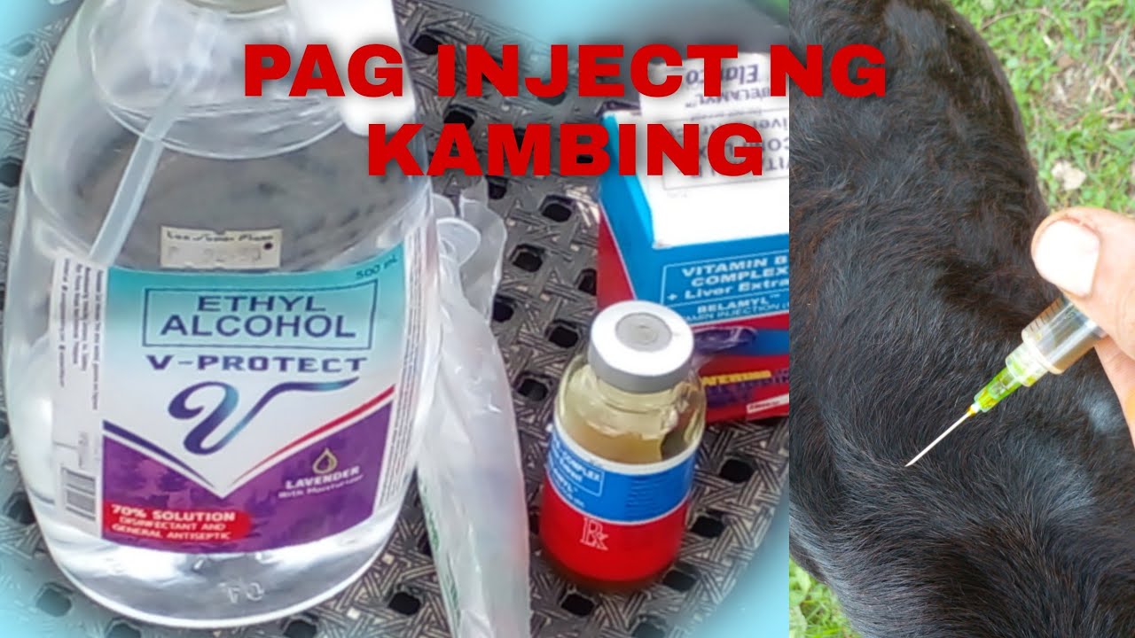 PAANO Mag inject ng Belamyl sa ating alagang kambing.Vlog#184# pag ...