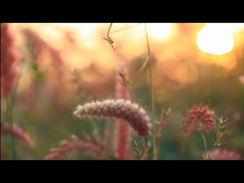 Very nice full HD WhatsApp status nature video || Nature WhatsApp status || @NATURE LOVE