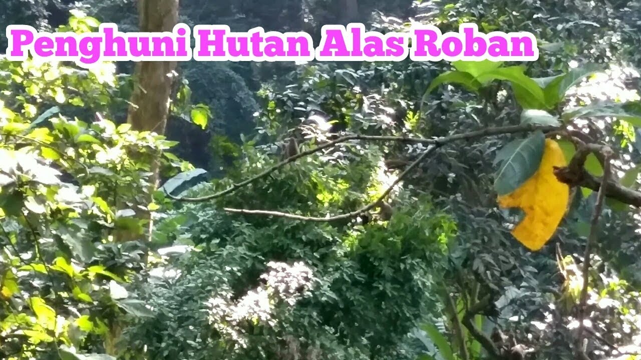 Melihat Salah Satu Satwa Penghuni Alas Roban - YouTube