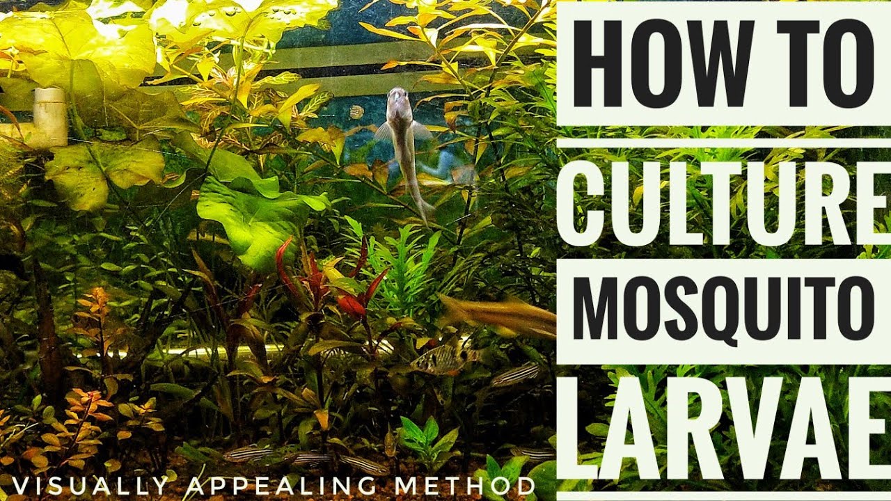 How to culture Mosquito larvae | Aqua adventure | - YouTube