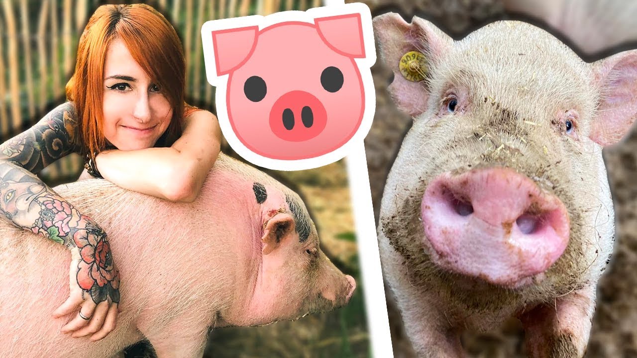 Minischwein als Haustier | DAS solltest du wissen! 🐷 - YouTube