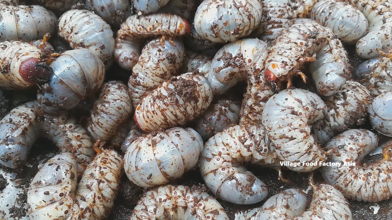 Cooking Worm - Fried Worm Recipe -Eating Delicious /Village Food ...