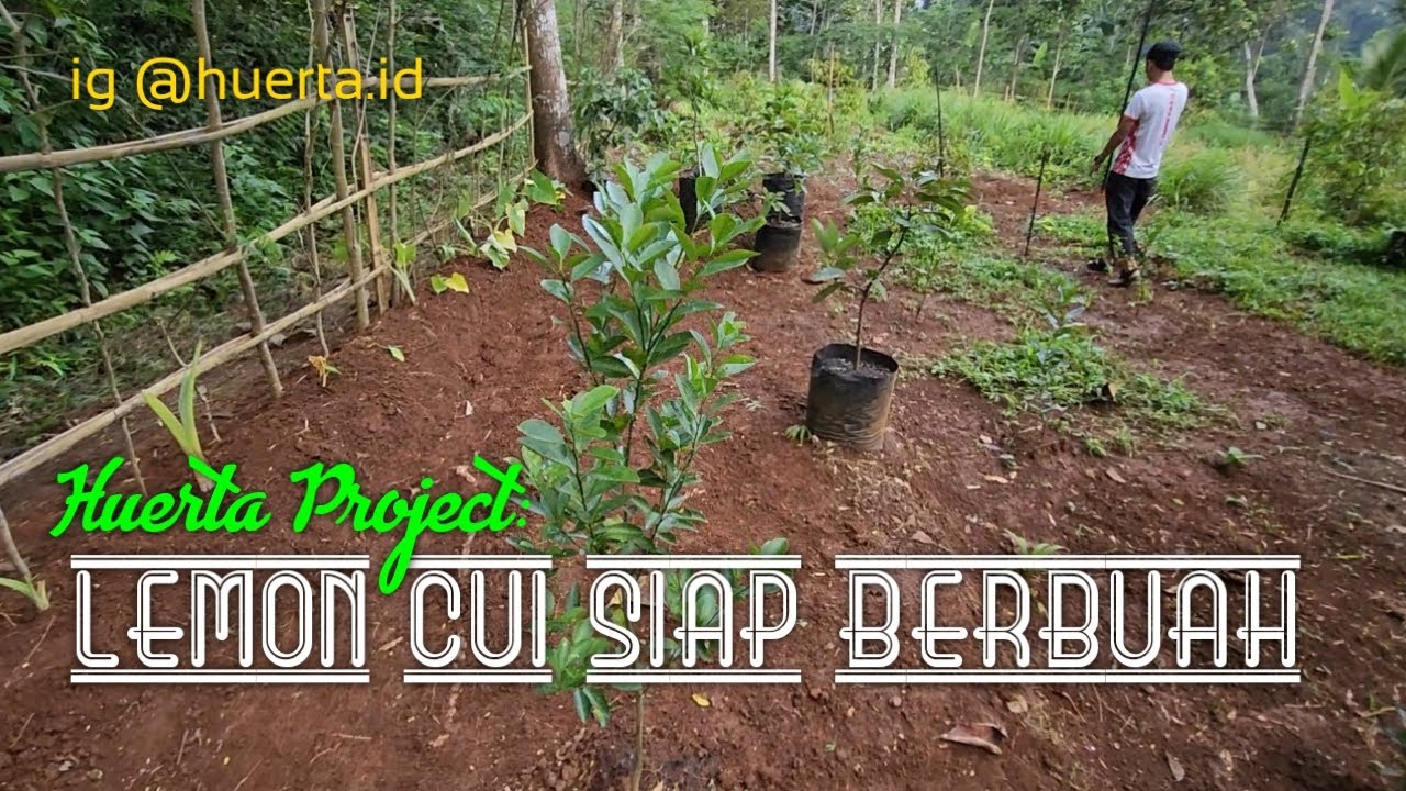Huerta Project : Lemon Cui di Kebun Jeruk Mini Sudah Siap Berbuah Lebat ...