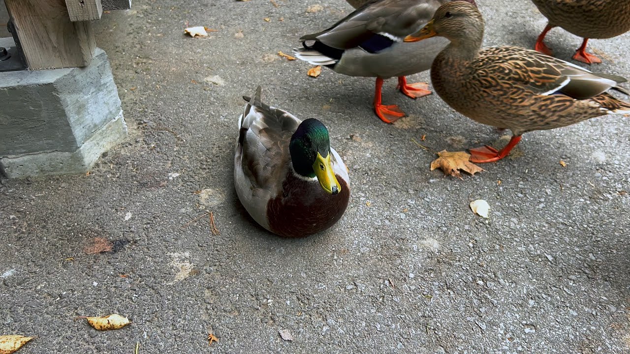 Thanksgiving Lunch With the Ducks 🦆 - YouTube