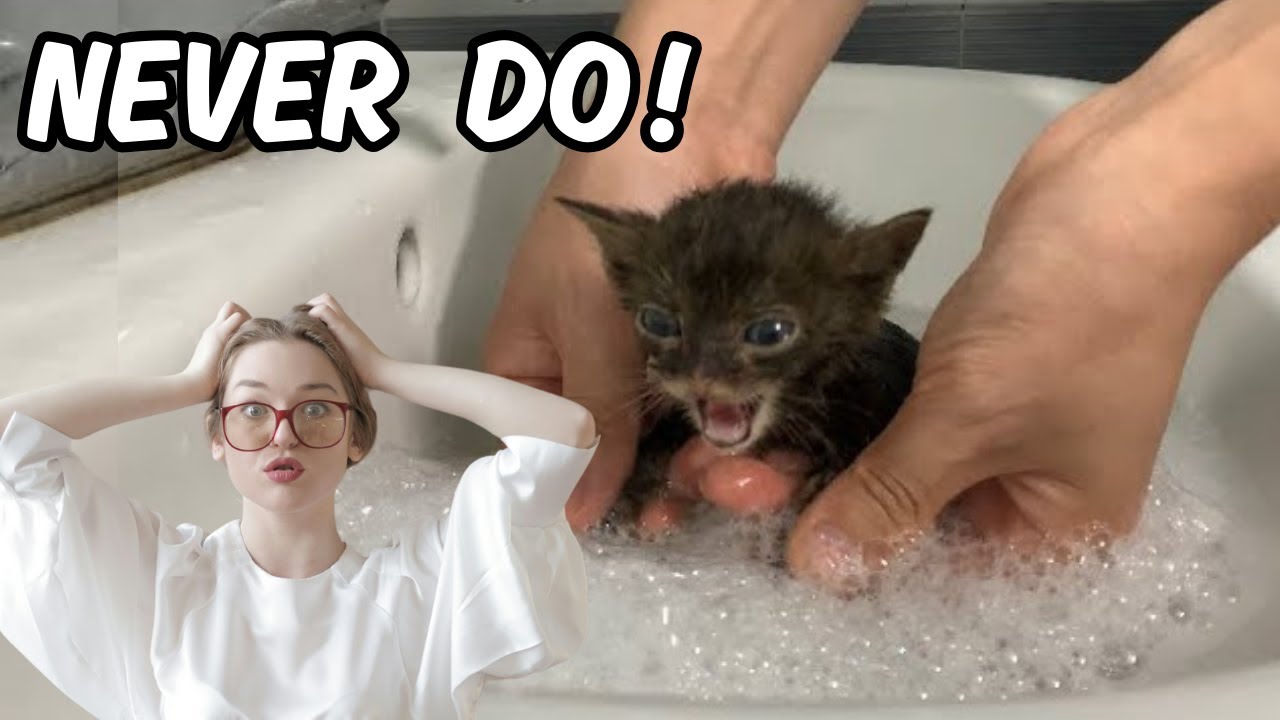 10 Essential Tips Every New Cat Owner Should Know!🐱 - YouTube